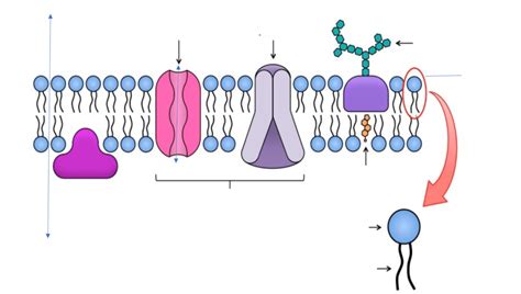 Cell Membrane Diagram Quizlet