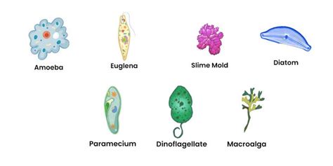 Kingdom Protista Characteristics Classification Importance
