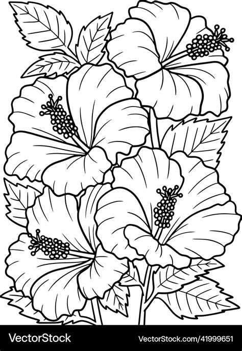 Hibiscus Flower Coloring Page For Adults Vector Image