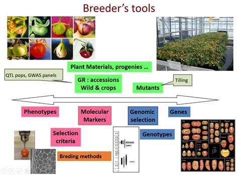 Breeding The CRISPR Cas9 Method Part 2 Tomato News
