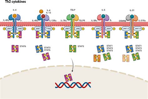 Frontiers JAKSTAT Signaling Pathway In The Pathogenesis Of Atopic