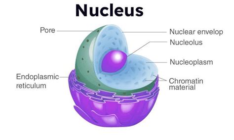Draw A Well Labelled Diagram Of Nucleus And Explain Its Structure