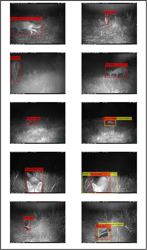sample results of detection and classification of faster r‐cnn download scientific diagram