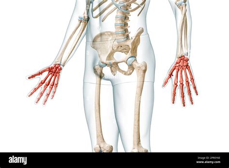 Hands Bones In Red Color With Body 3D Rendering Illustration Isolated