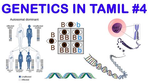 genetics in tamil 4 law of inheritance raju s biology youtube