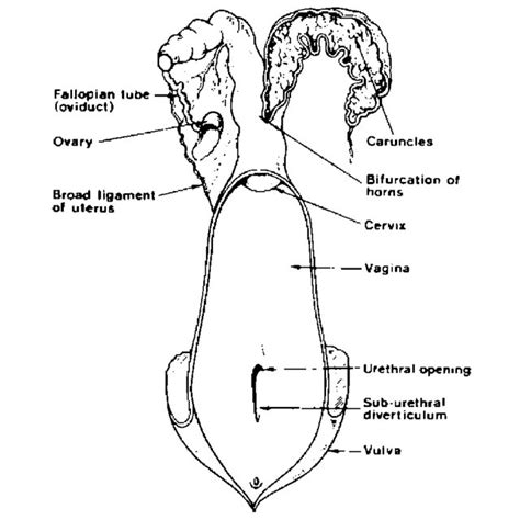 Female Cow Reproductive System Diagram Calibretips