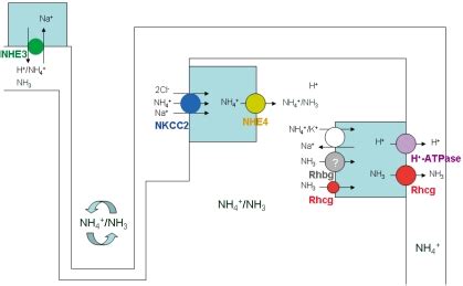 Schematic Representation Of The Ammonia Transport Mechanisms Along The