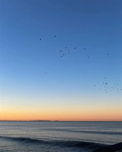 Venice Beach Travel Guide A Must See Florida Beach Town Amazingworld