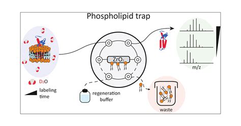 Chromatographic Phospholipid Trapping For Automated H D Exchange Mass