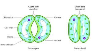 How Do The Guard Cells Regulate Opening And Closing Of Stomatal Pores