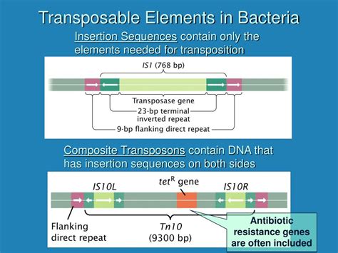ppt transposable elements powerpoint presentation free download id 397518
