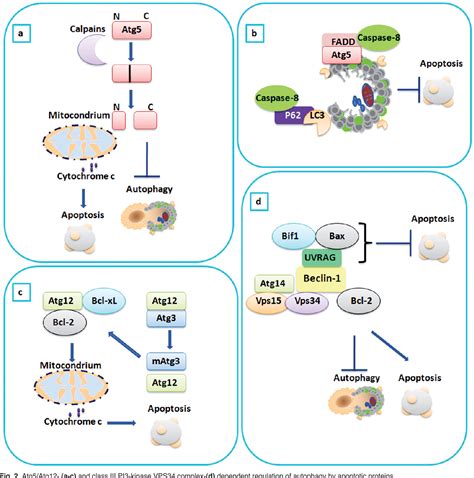 Figure 1 From Physiological And Pathological Significance Of The