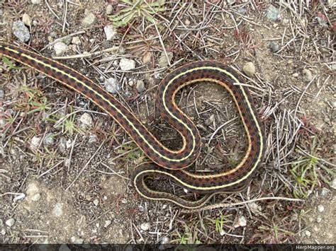 Coast Garter Snake Thamnophis Elegans Terrestris HM 394748
