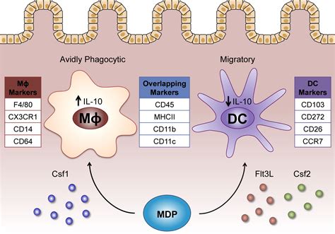 Intestinal Antigen Presenting Cells The American Journal Of Pathology