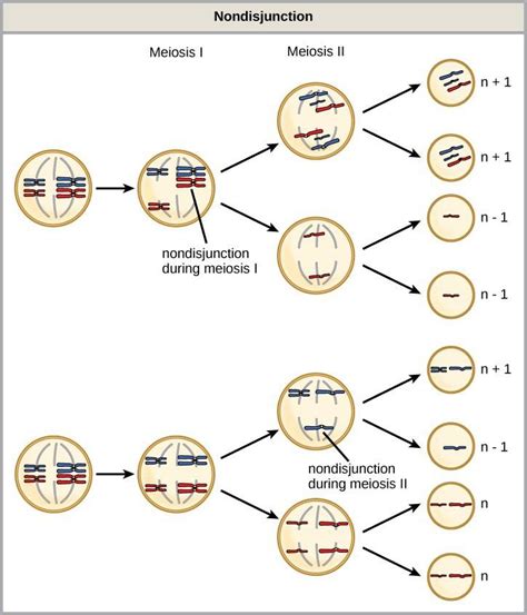 Sexual Reproduction Meiosis