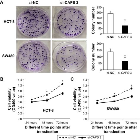 CaPs Promoted Crc Cell Proliferation And Colony Formation In Vitro