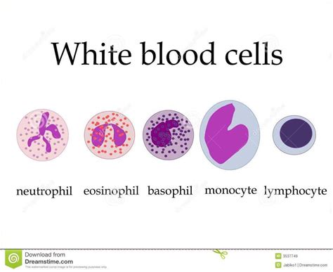 Labelled Diagram Of White Blood Cells