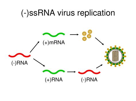 PPT Virus Structure Classification And Replication PowerPoint