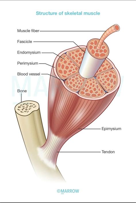 Covering Of Muscle In 2023 Muscle System Muscle Anatomy Human Heart