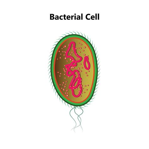Bacterial Cell Anatomy Labeling Structures On A Bacillus Cell With