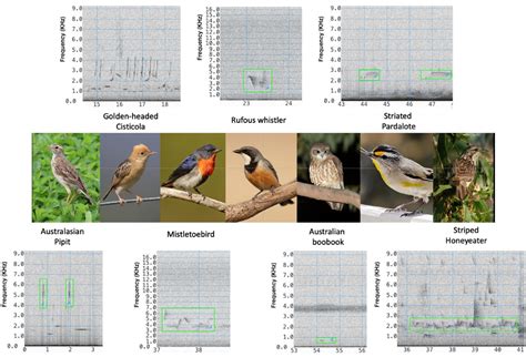frontiers a convolutional neural network bird species recognizer built from little data by