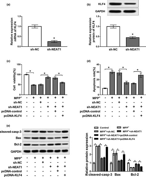 Long Non Coding RNA NEAT1 Mediates MPTP MPP Induced Apoptosis Via