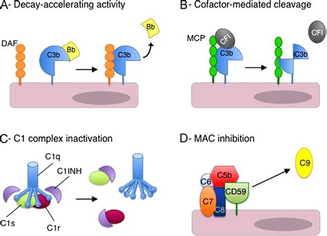 Overview Of Complement Activation And Regulation Seminars In Nephrology