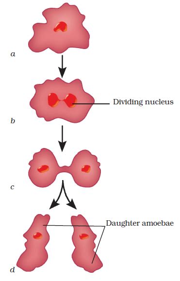 explain binary fission of amoeba with the help of a diagram [5 marks]