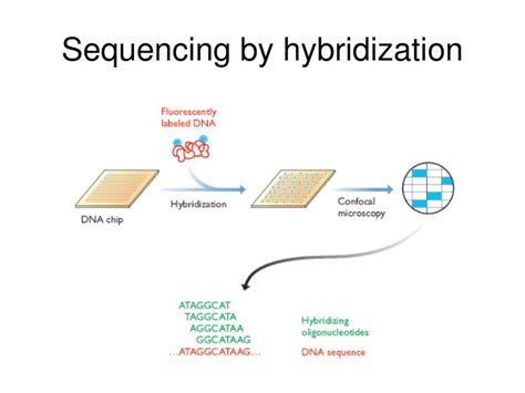 ppt genome sequencing powerpoint presentation id 1346170
