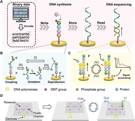 【行研】dna数据存储技术综述 知乎