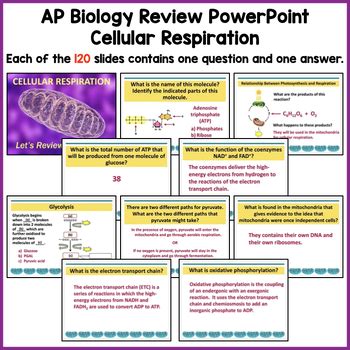 Cellular Cell Respiration Advanced Placement AP Biology Review Questions