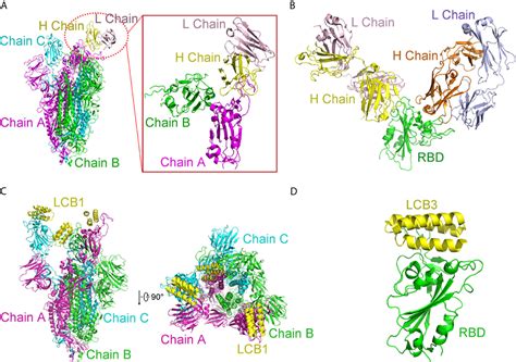 Frontiers SARS CoV 2 Origin Evolution And Targeting Inhibition