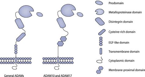 The Structure Of ADAM Proteins The Typical Multidomain Of General