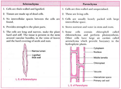 Tissues Class 9 Extra Questions Science Chapter 6 Learn CBSE