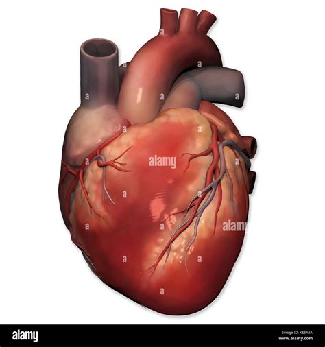 Cuore Umano Modello 3D Stickhealthcare Co Uk