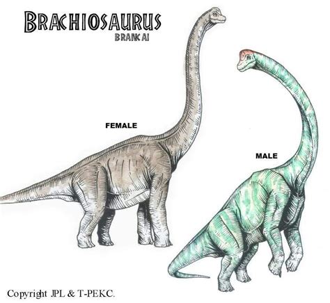Brachiosaurus ⚪jurassic Park Amino⚪ Amino