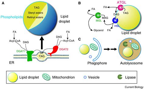Expanding Roles For Lipid Droplets Current Biology