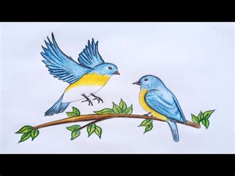 How To Draw Eastern Bluebird Beautiful Two Eastern Bluebird Drawing