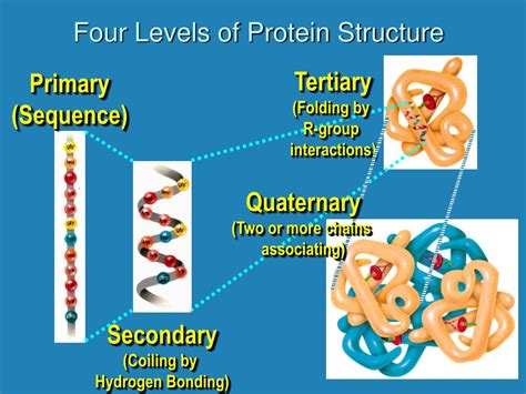 Levels Of Protein Structure Diagram Structure Protein Levels