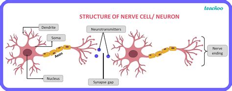 Biology Draw The Structure Of A Neuron And Explain Its Function