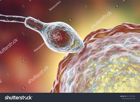 Fertilization Human Egg Cell By Sperm Stock Illustration 1011747292