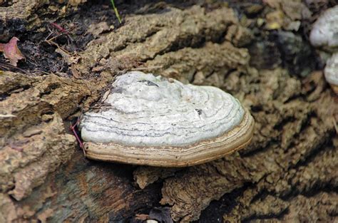Difference Between Parasite And Saprophyte Difference Between