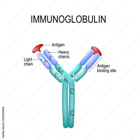 Structure Of The Antibody Molecule IgE And Antigen Stock Vector
