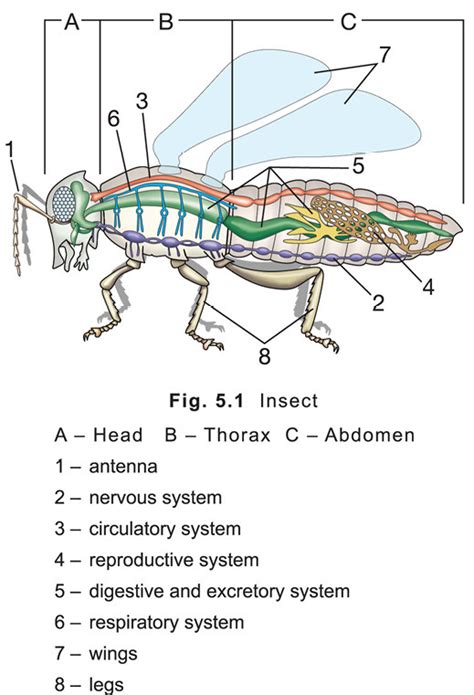 Arthropods Lesson 5 Diagram Quizlet