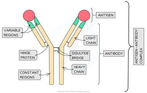 AQA A Level Biology复习笔记2 5 9 Antigen Antibody Complex 翰林国际教育
