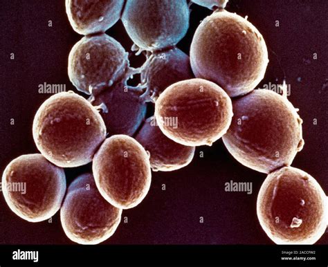 Staphylococcus Aureus Bacteria Coloured Scanning Electron Micrograph