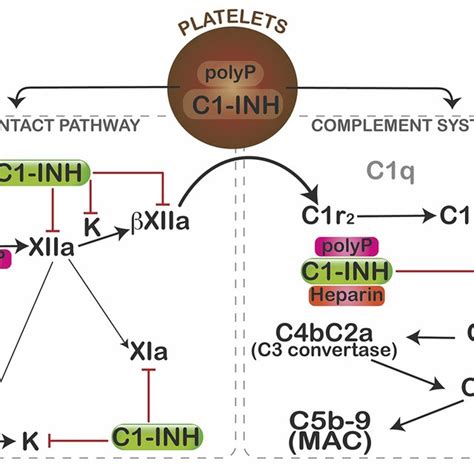 Schematic Of Complement Activation Pathways Complement Activation