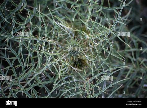 Cactus Plant Spreading Its Prickles Spikes And Thistles Green Thorny Bush Closeup Top View