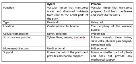 Xylem Vs Phloem Similarities Differences Easybiologyclass