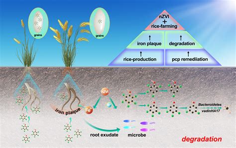 林道辉教授团队在Nature Nanotechnology发文提出利用纳米材料实现污染土壤边生产边修复新策略